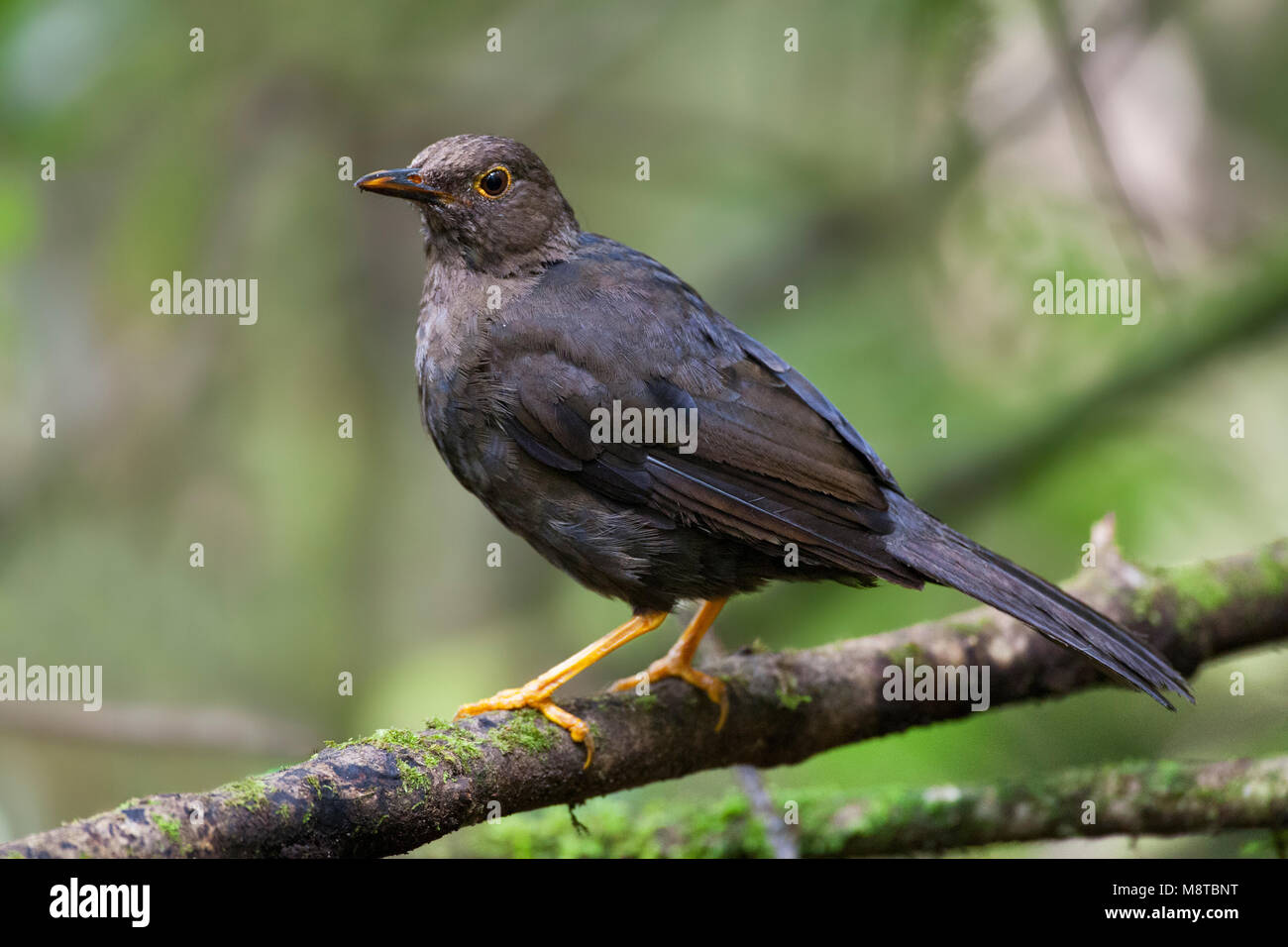 Glossy black hi-res stock photography and images - Alamy