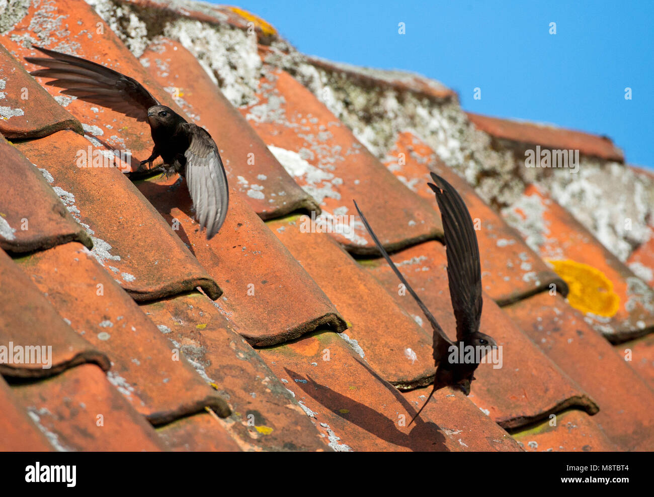 Gierzwaluw zittend op een dak van een huis; Common Swift perched on a ...
