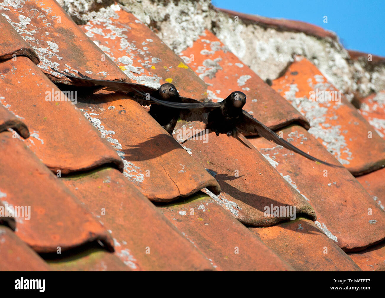 Gierzwaluw zittend op een dak van een huis; Common Swift perched on a ...