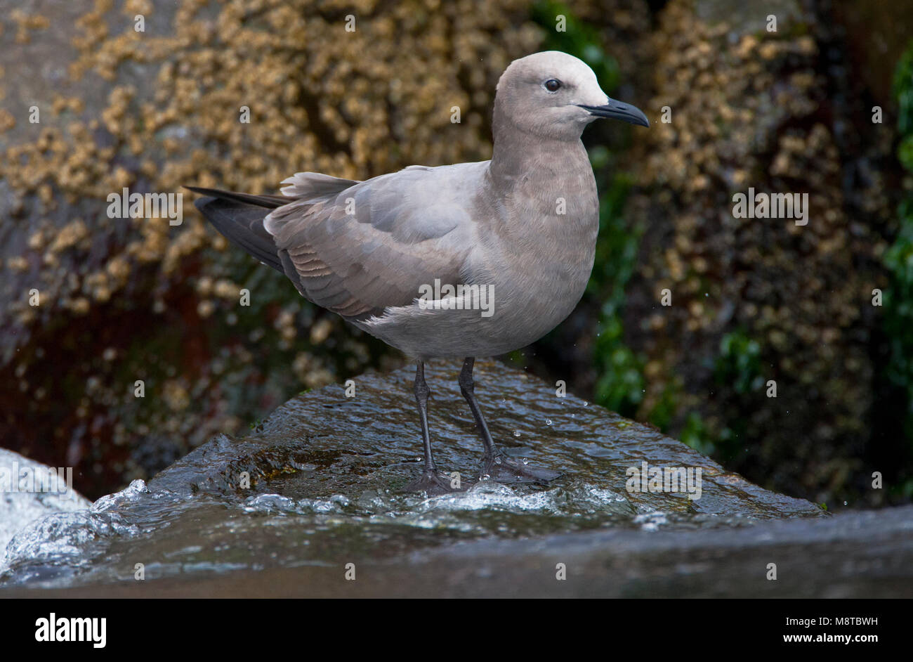 Grijze Meeuw, Grey Gull, Leucophaeus modestus Stock Photo - Alamy
