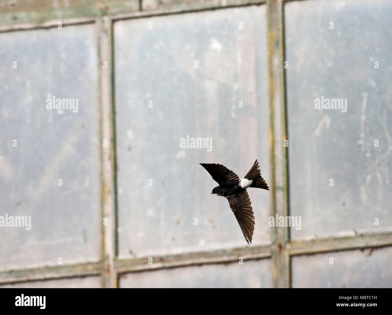 Huiszwaluw vliegend voor een oude schuur; Common House Martin flying in ...