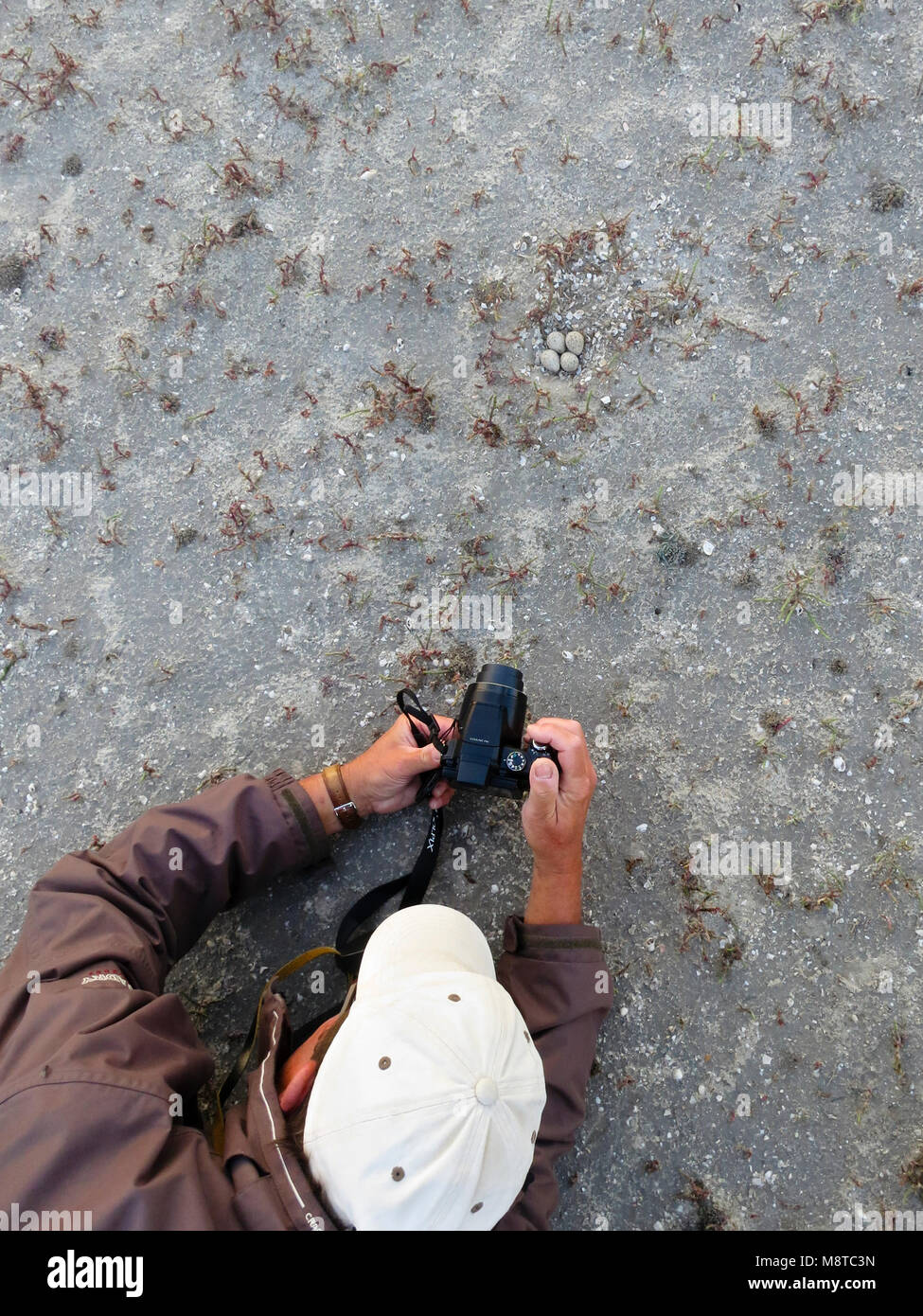 Vogelnest foto hi-res stock photography and images - Alamy