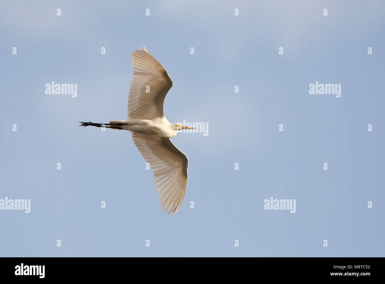 Middelste Zilverreiger, Intermediate Egret, Egretta intermedia Stock ...