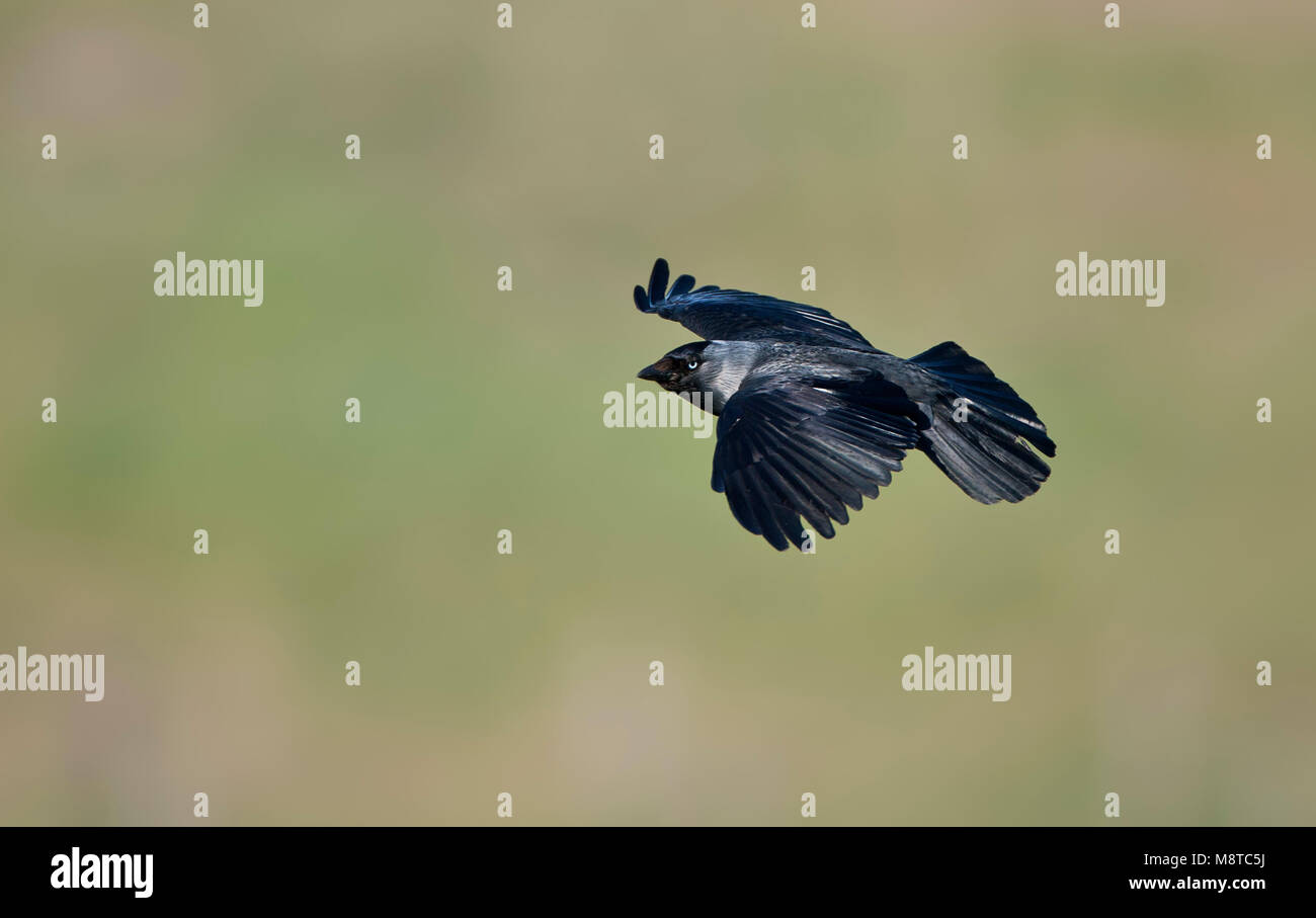 Jackdaw corvus monedula flying hi-res stock photography and images - Alamy