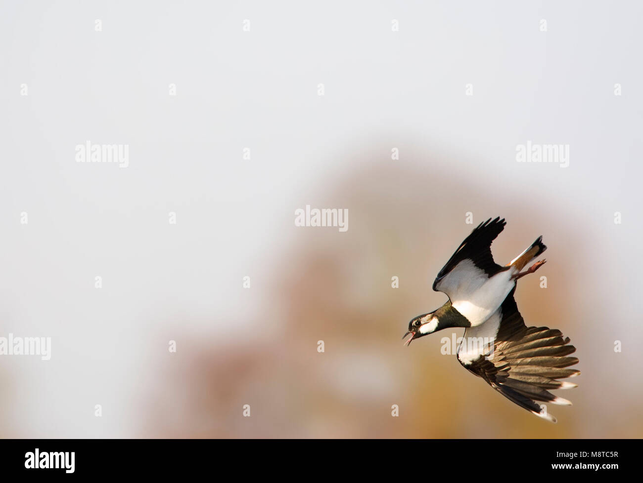 Kievit, Northern Lapwing, Vanellus vanellus Stock Photo - Alamy