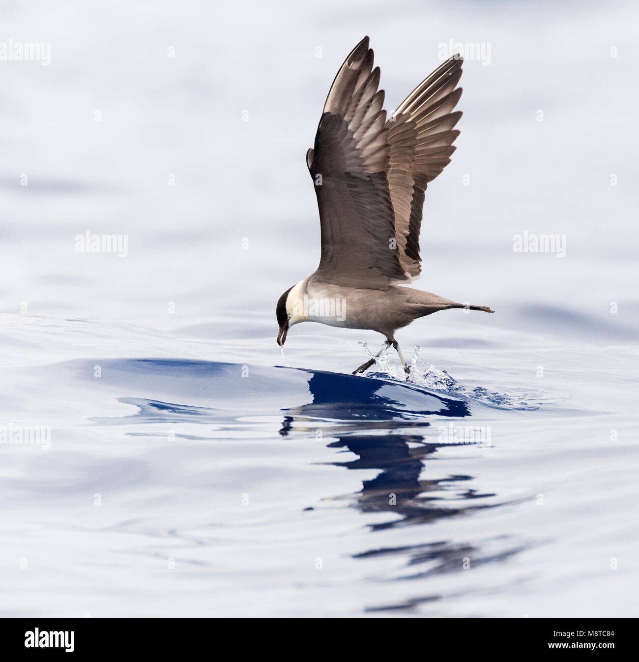 Long tailed jaeger stercorarius longicaudus flying hi-res stock ...