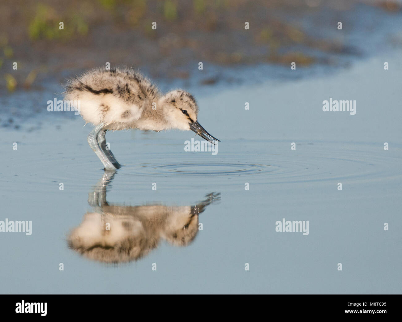 Jonge Kluut in het Wagenjot, Texel; Pied Avocet chick on Texel ...