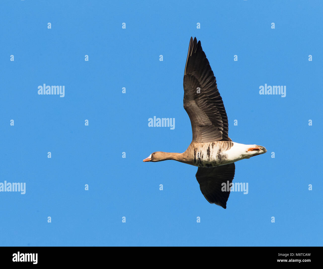 Kolgans in vlucht; Greater White-fronted Goose (Anser albifrons) in ...