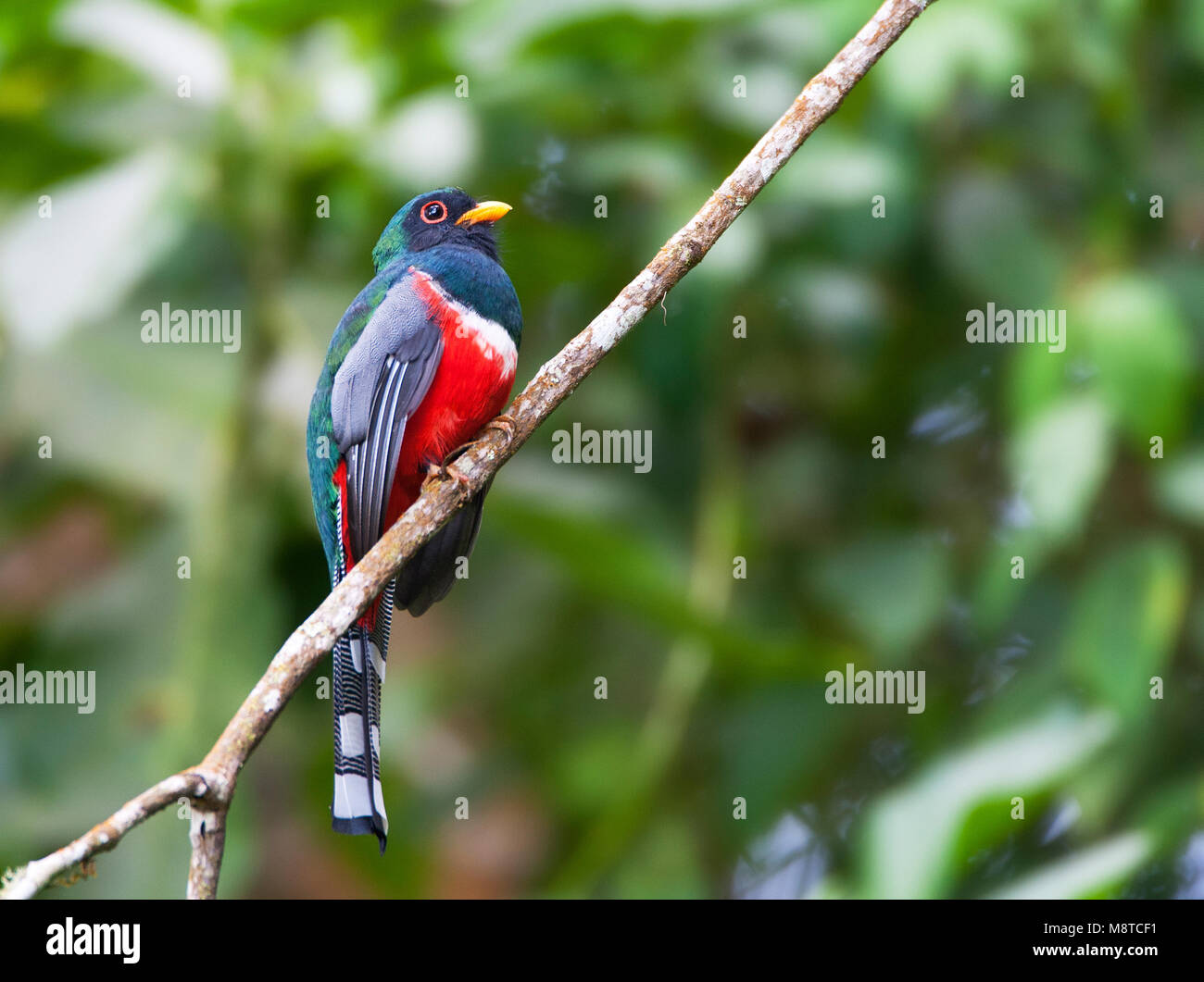 Maskertrogon, Masked Trogon, Trogon personatus Stock Photo - Alamy