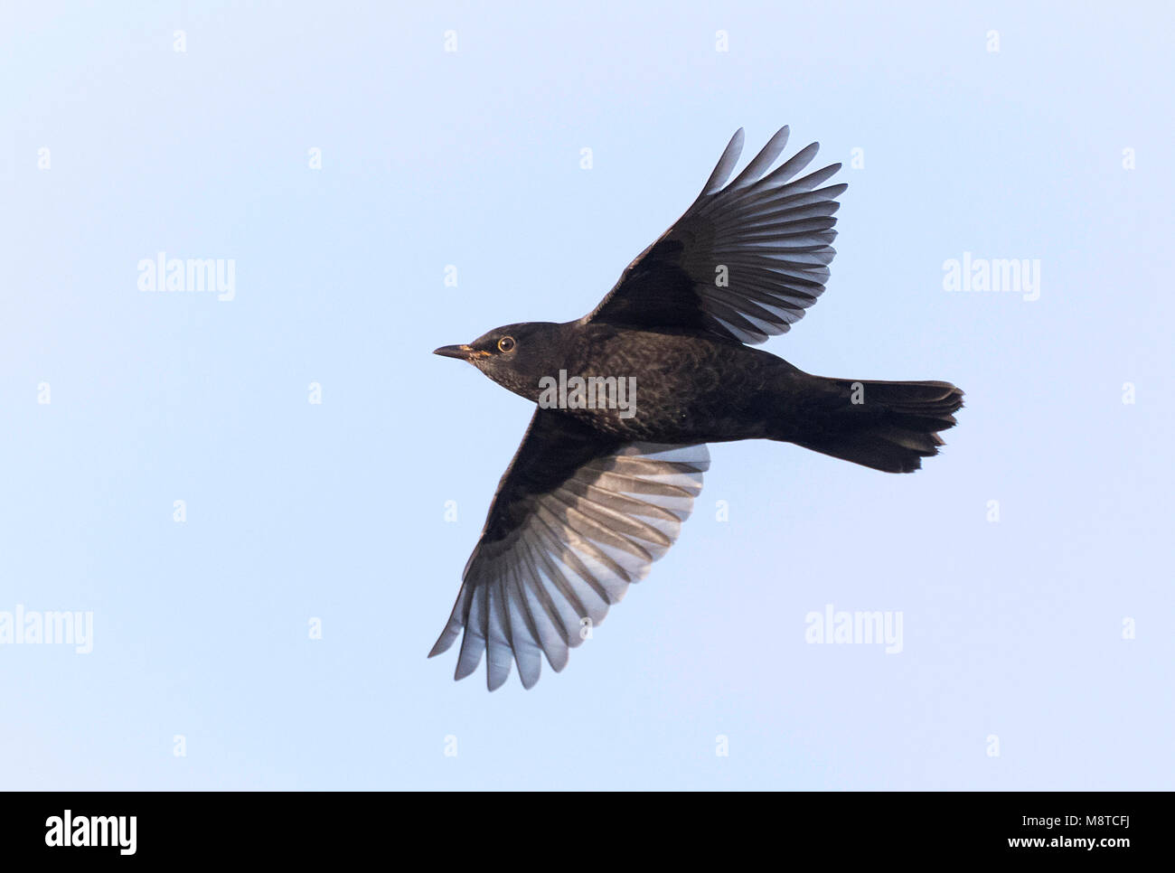 Merel op doortrek op Vlieland; Eurasian Blackbird (Turdus merula ...