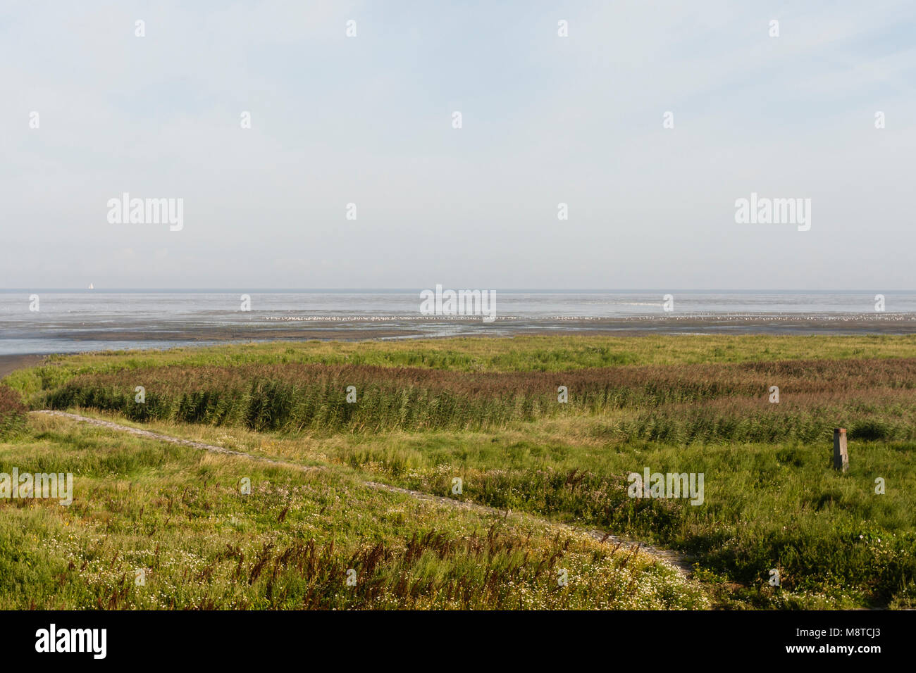 Uitzicht op Waddenzee met rietkragen in voorgrond; View at Wadden Sea ...