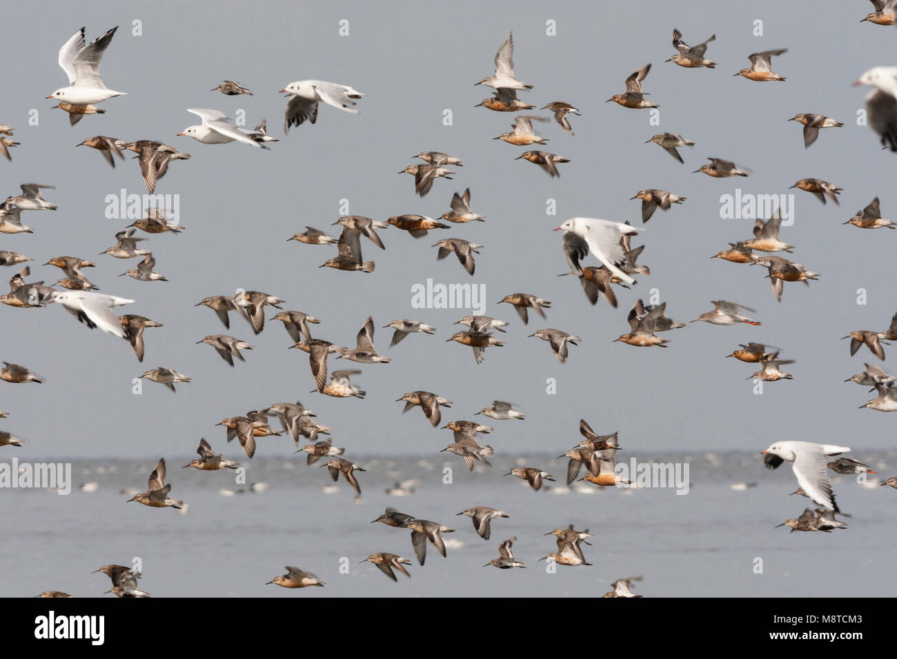 Groep vogels vliegend boven zee; Bird flock flying over sea Stock Photo ...