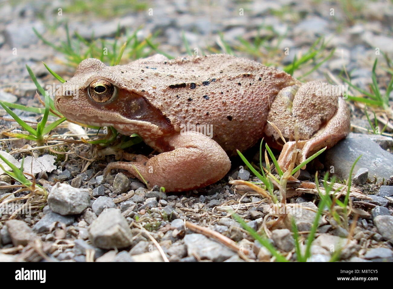 A brown frog on stony ground close up Stock Photo - Alamy