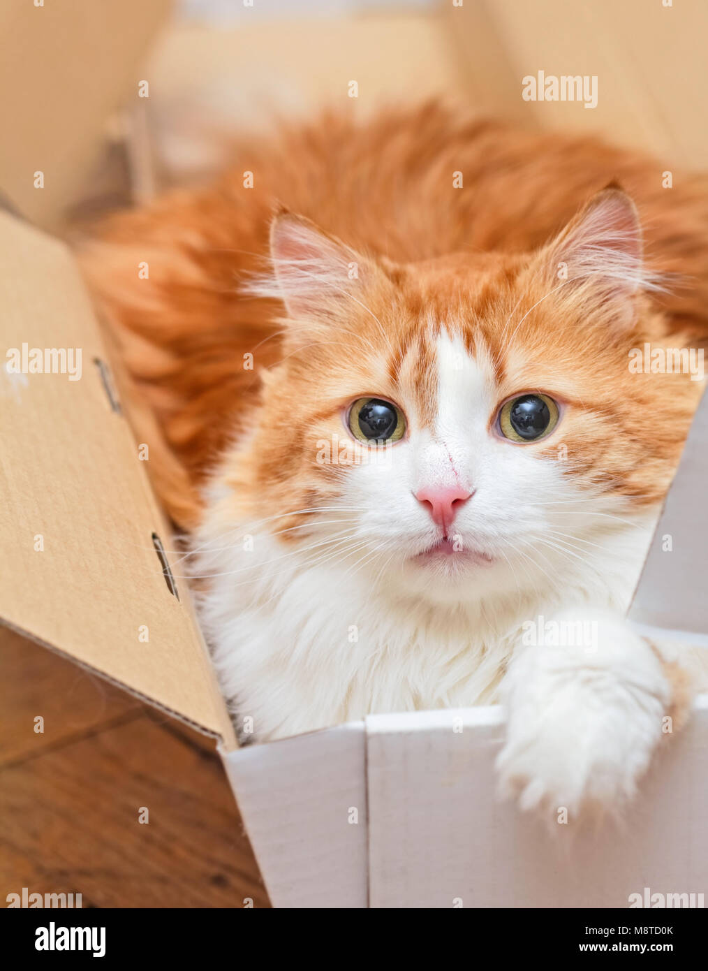 Nose scratch hi-res stock photography and images - Alamy