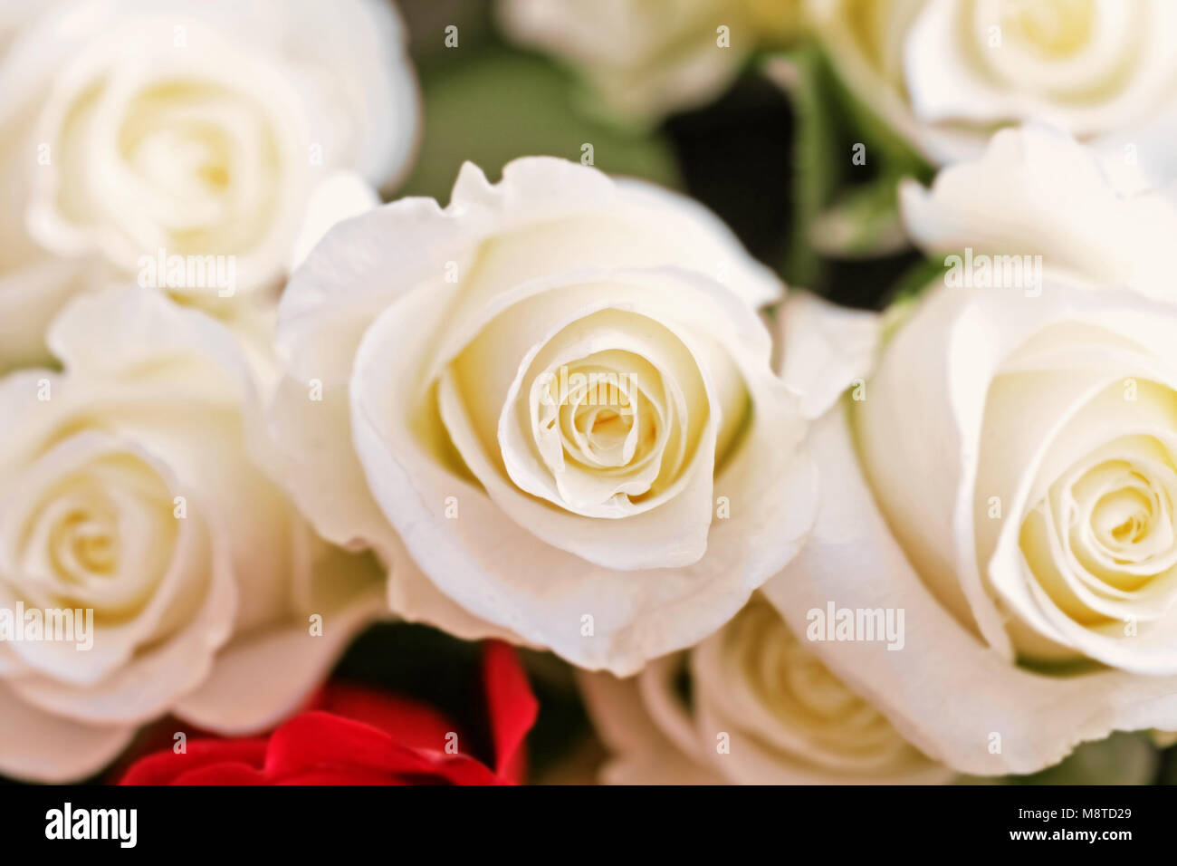 Beauty white roses for pleasure and good mood Stock Photo - Alamy