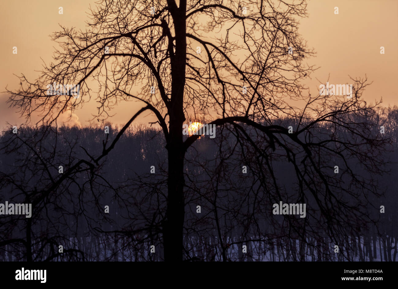 Sun rises behind trees at cool weather Stock Photo - Alamy