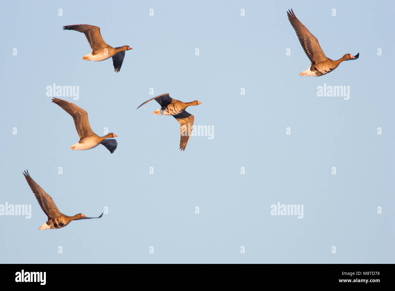 Kolgans groep vliegend in formatie; Greater White-fronted Goose flock ...