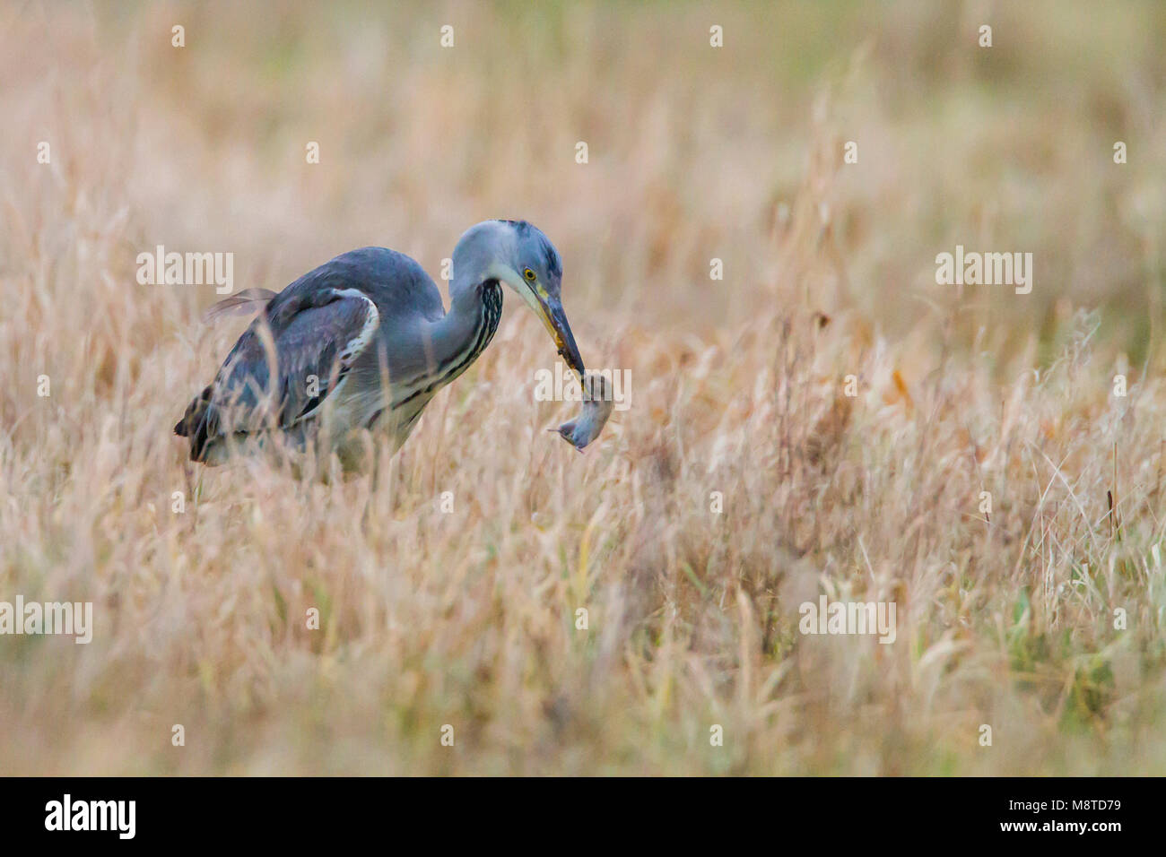 Veldmuizen hi-res stock photography and images - Alamy