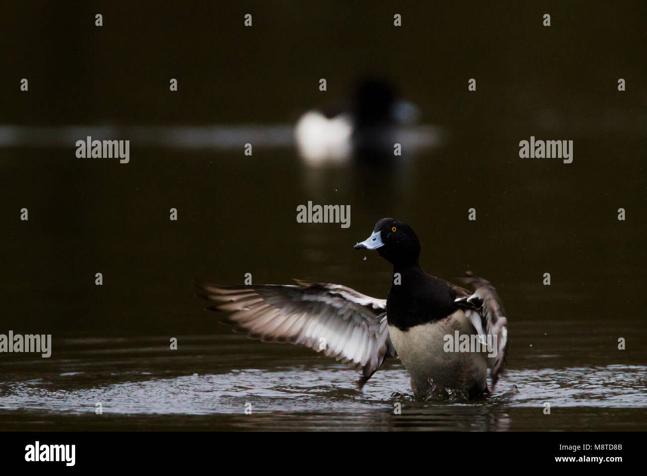 Stretching duck hi-res stock photography and images - Alamy