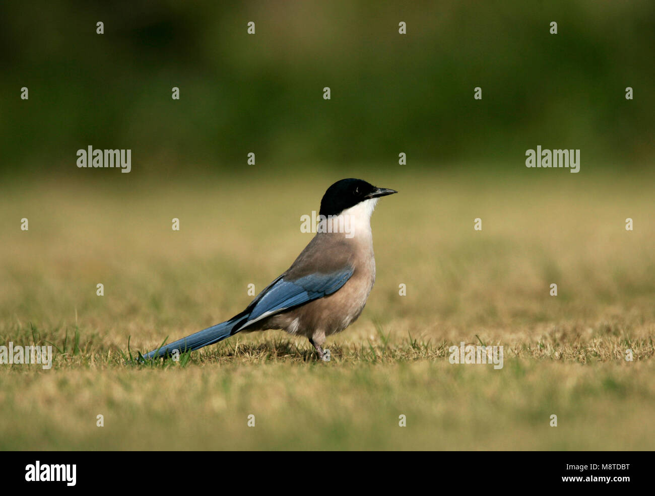 Azure winged magpie portugal hi-res stock photography and images - Alamy