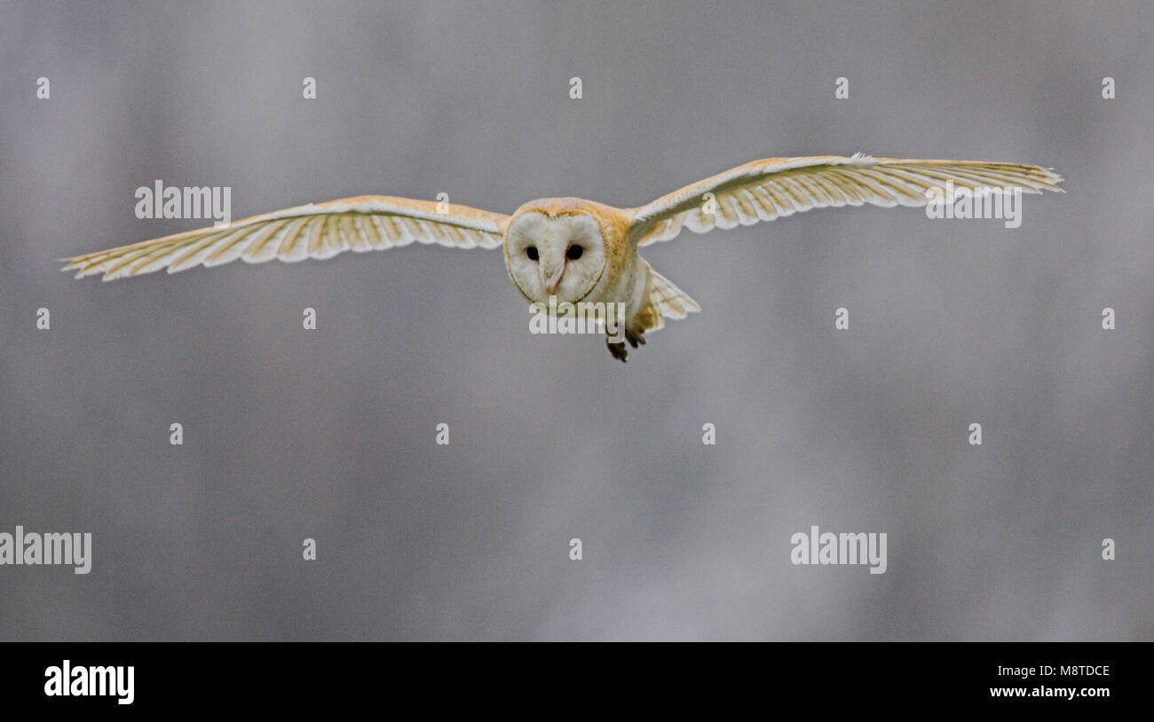 Kerkuil in de vlucht; Common Barn Owl in flight Stock Photo - Alamy