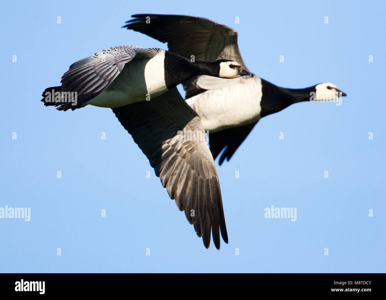 Brandgans in de vlucht; Barnacle Geese in flight Stock Photo - Alamy