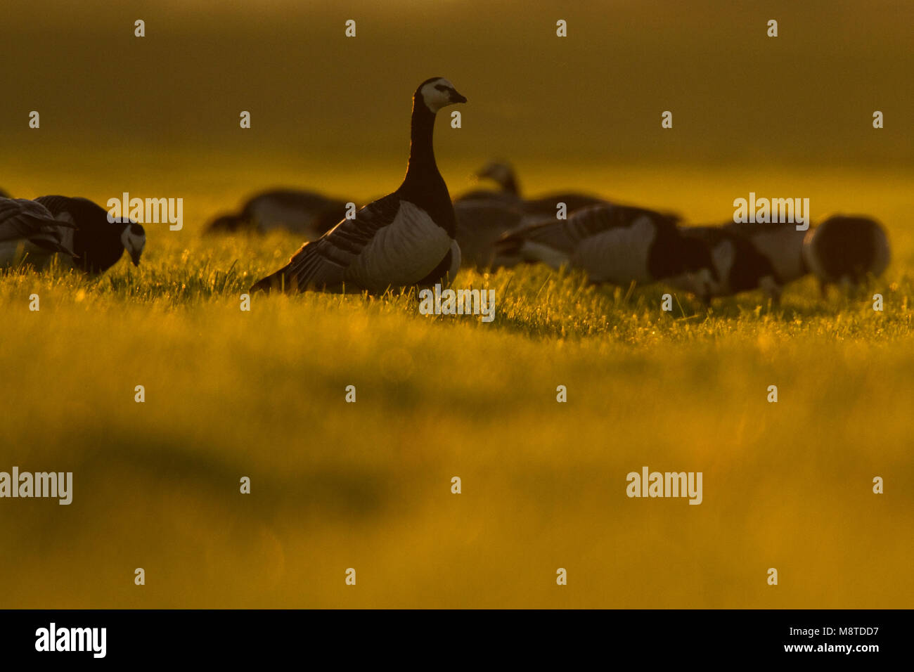 Groep Brandganzen in weiland; Group of Barnacle Geese in meadow Stock ...