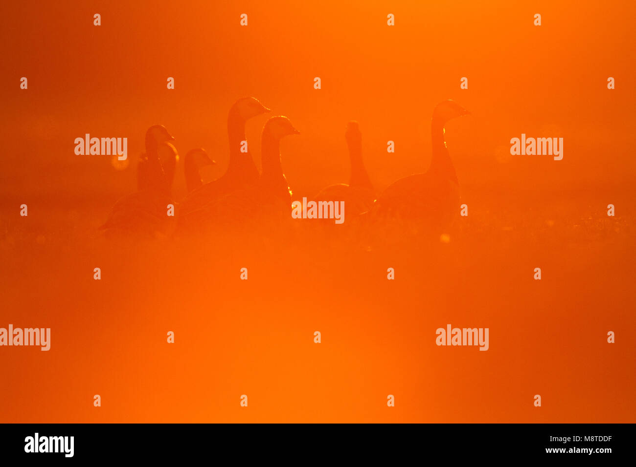 Groep Brandganzen in weiland; Group of Barnacle Geese in meadow Stock ...