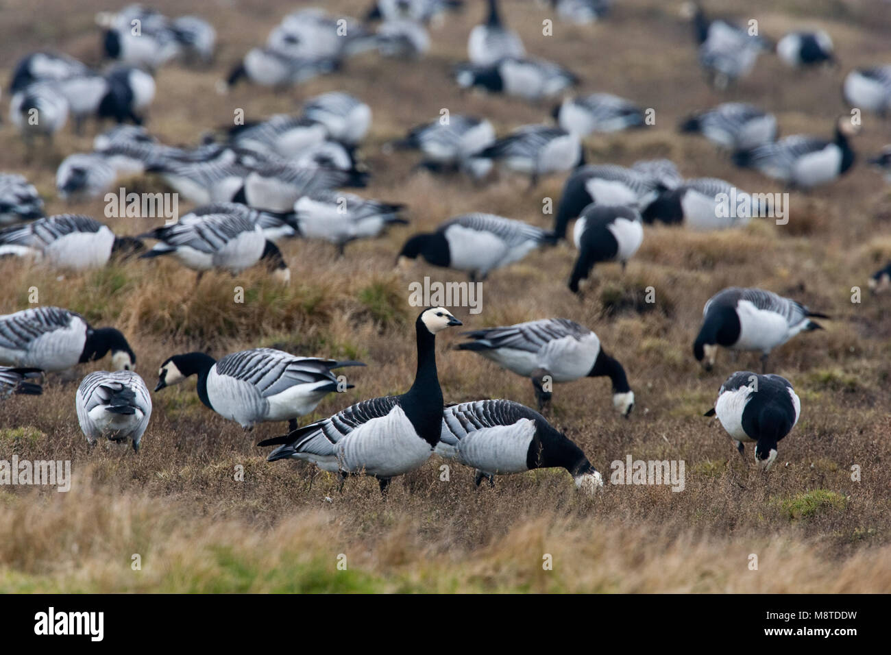 Groep Brandganzen in weiland; Group of Barnacle Geese in meadow Stock ...