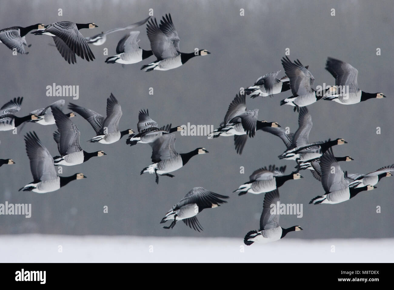 Groep Brandganzen in de vlucht; Group of Barnacle Geese in flight Stock ...