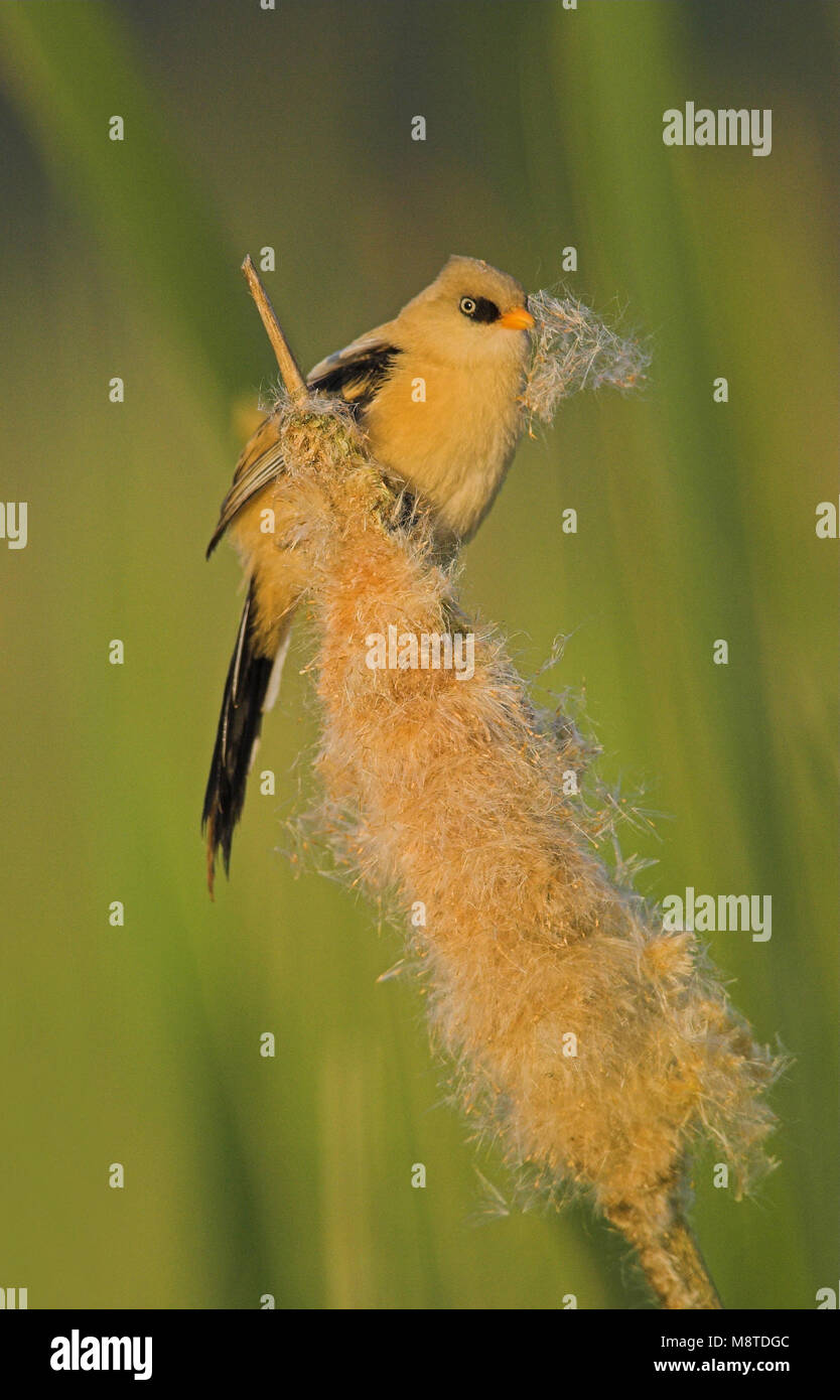 Juveniele Baardman in riet; Juvenile Bearded Reedling in reedbed Stock ...