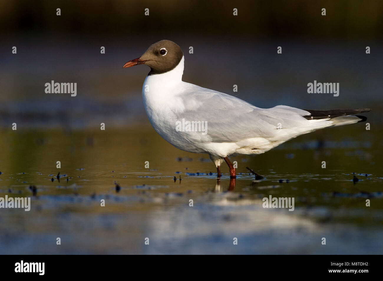 Volwassen Kokmeeuw; Adult Black-headed Gull Stock Photo - Alamy