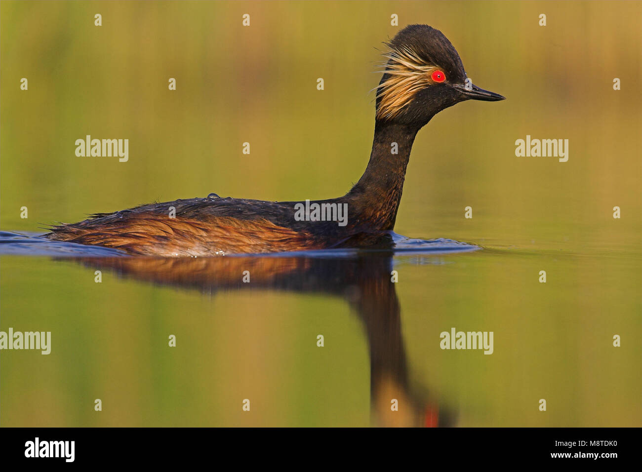 Geoorde Fuut volwassen zomerkleed zwemmend,Black-necked Grebe adult ...