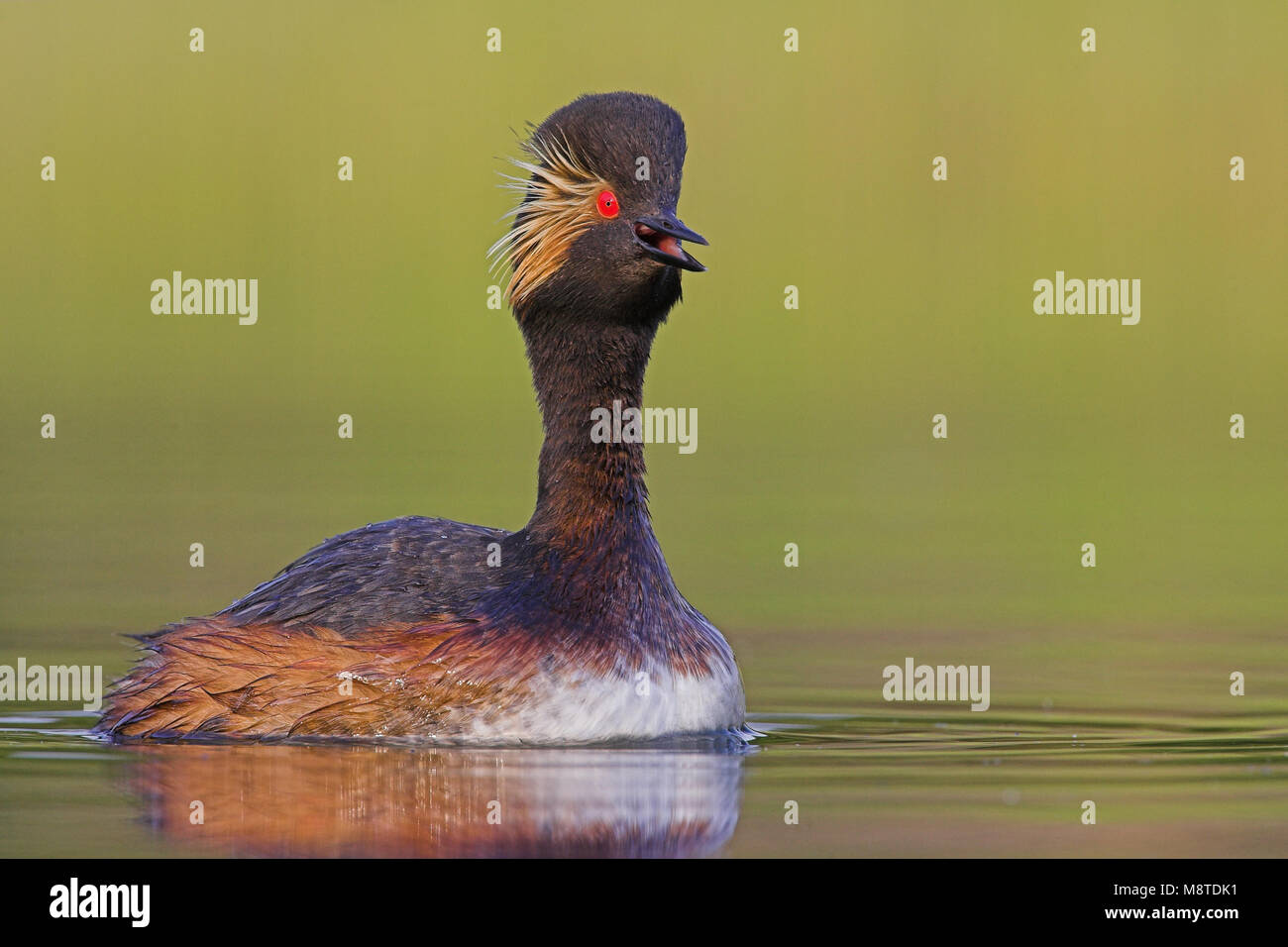 Geoorde Fuut volwassen zomerkleed roepend,Black-necked Grebe adult ...