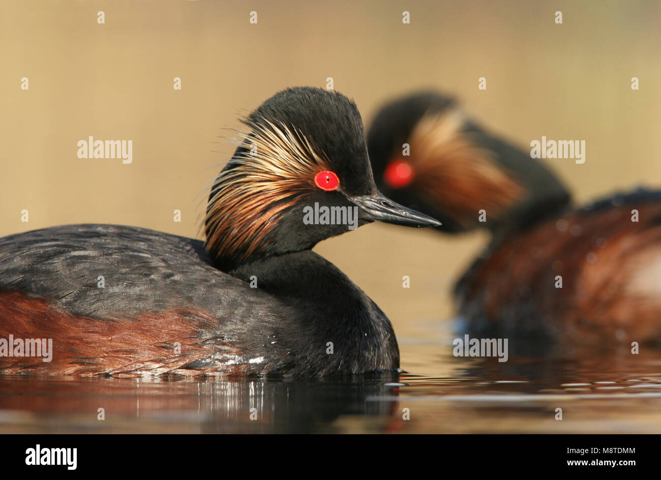 Black-necked Grebe a pair swimming Netherlands, Geoorde Fuut een paar ...