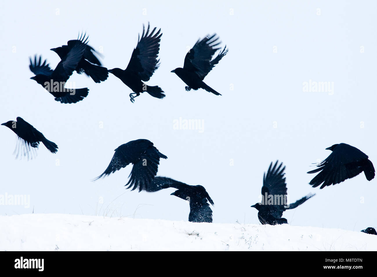 Carrion Crow Corvus In Flight High Resolution Stock Photography and ...