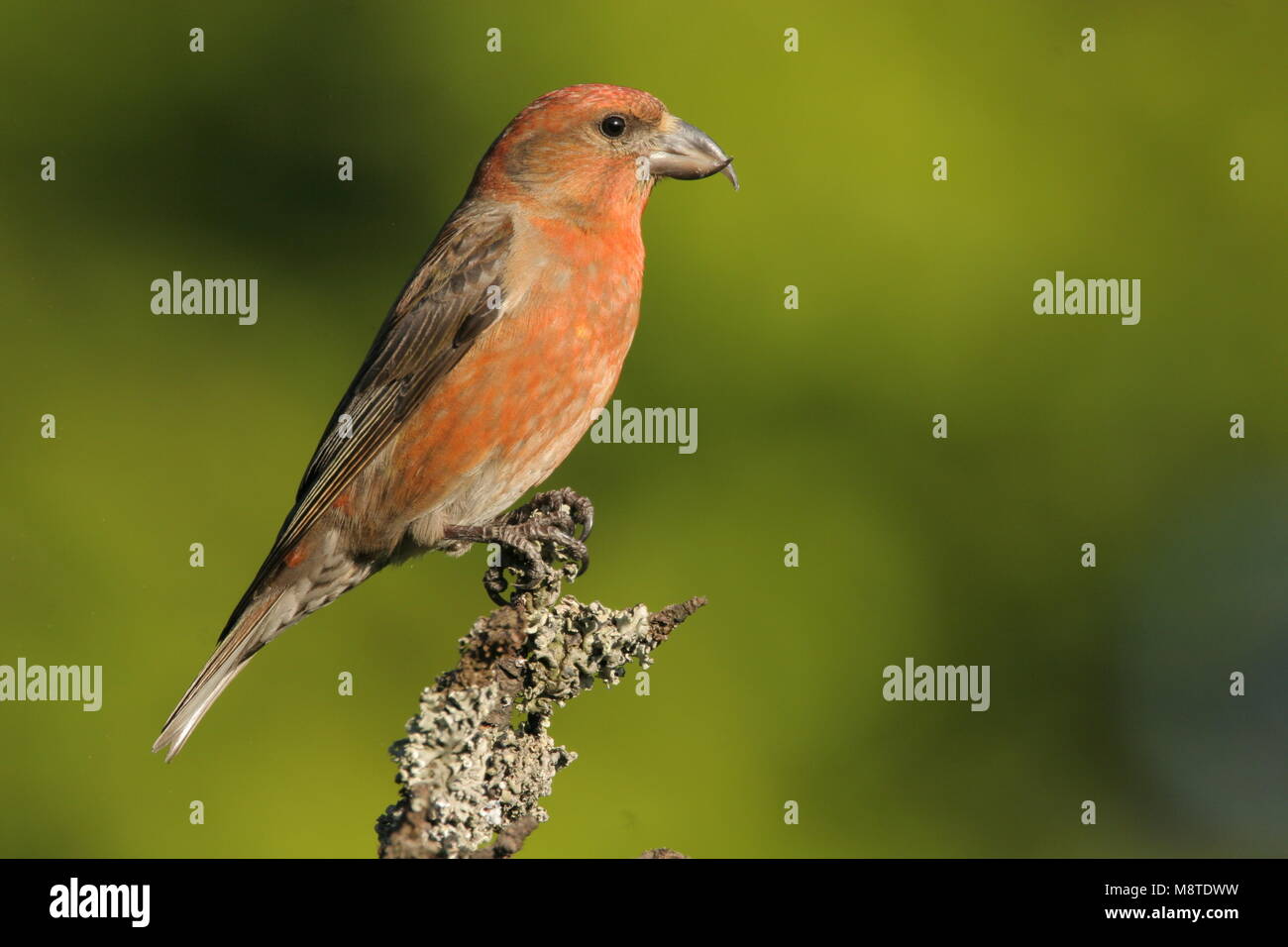 Common Crossbill male perched on a branch; Kruisbek man zittend op een tak Stock Photo - Alamy