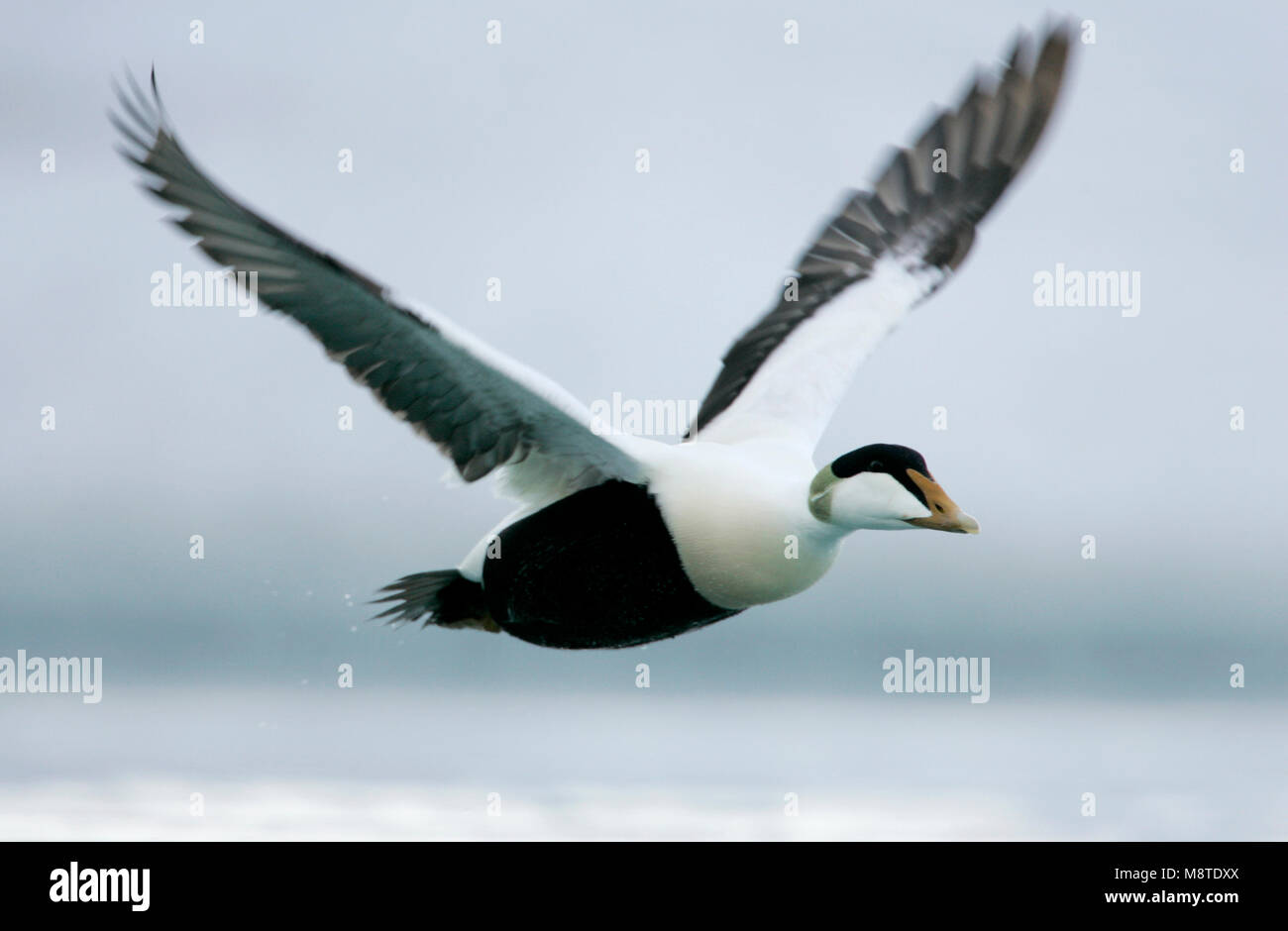 Common eider duck flying hi-res stock photography and images - Alamy