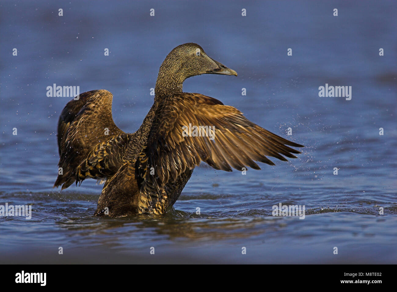 Female common eider duck somateria hi-res stock photography and images ...