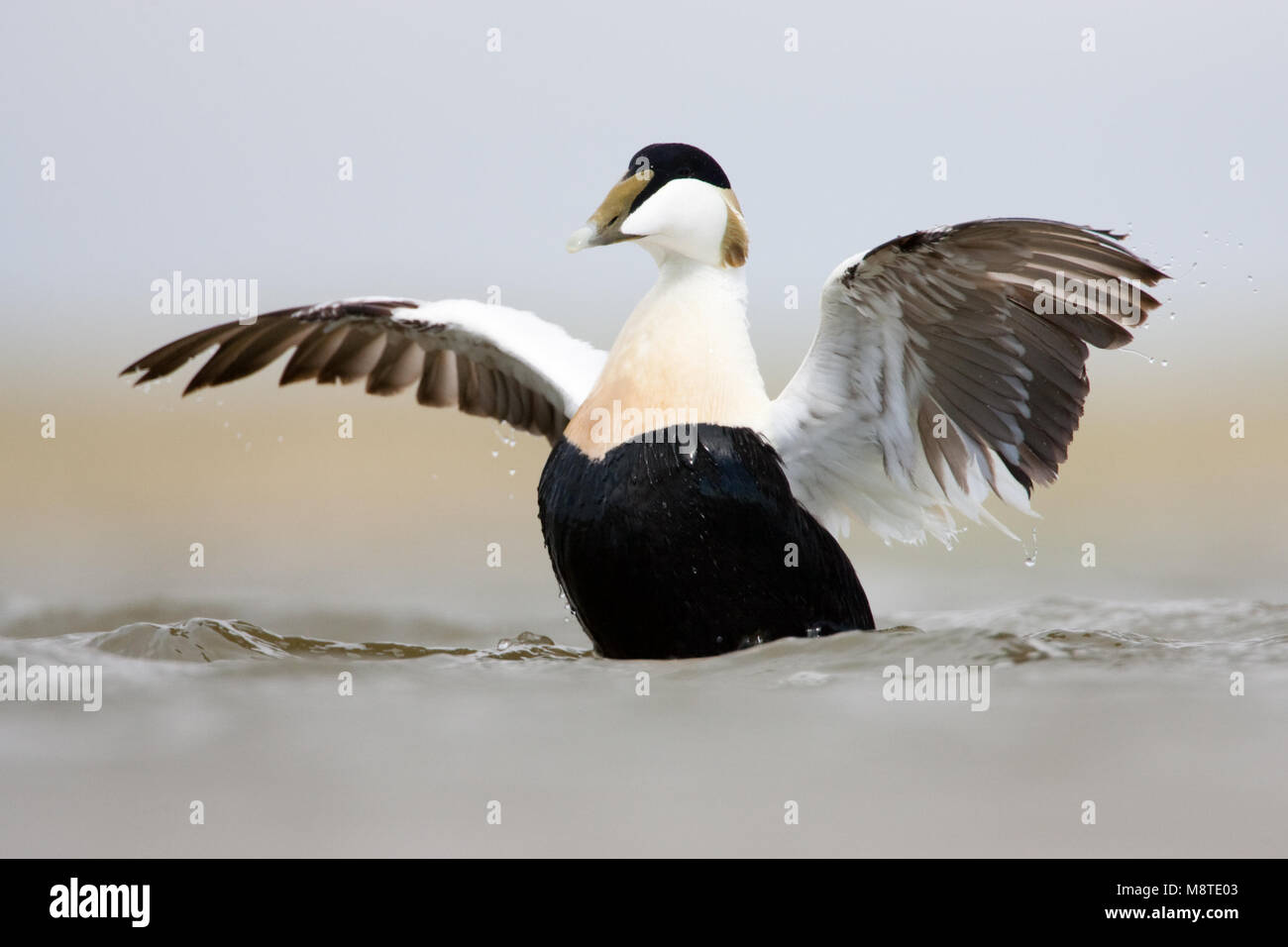 Mannetje Eider met vleugels slaand; Male Common Eider wing flapping Stock Photo - Alamy