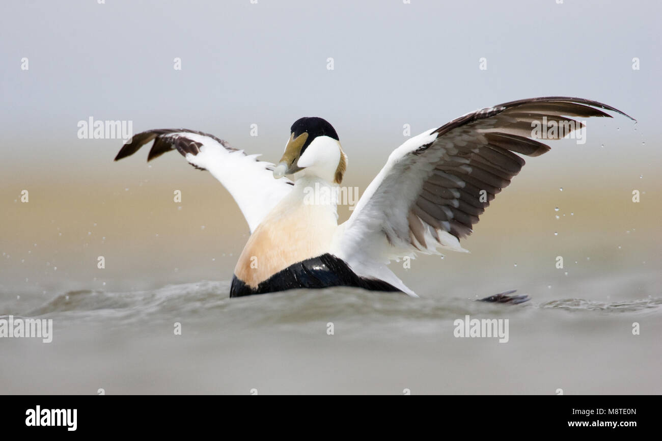 Mannetje Eider met vleugels slaand; Male Common Eider wing flapping Stock Photo - Alamy