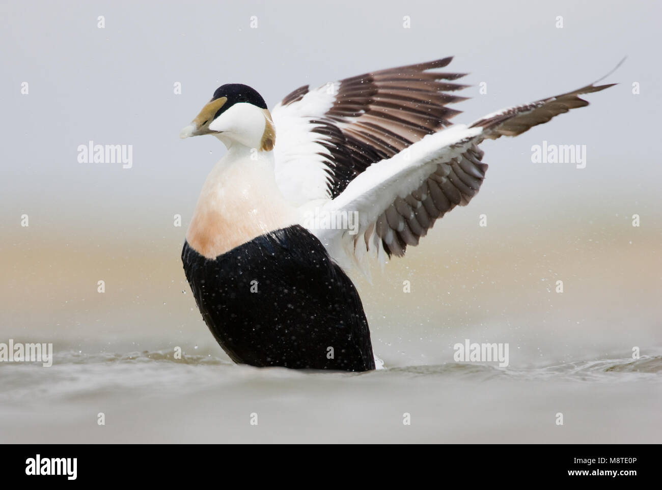 Mannetje Eider met vleugels slaand; Male Common Eider wing flapping Stock Photo - Alamy