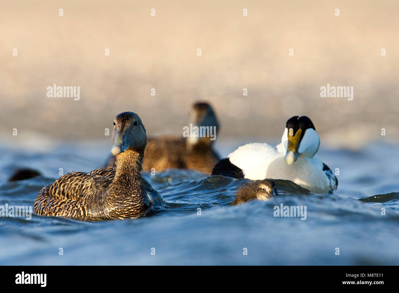 Eiders met jongen; Common Eiders with young Stock Photo - Alamy