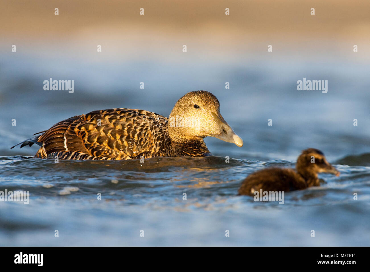 Common Eiders High Resolution Stock Photography and Images - Alamy