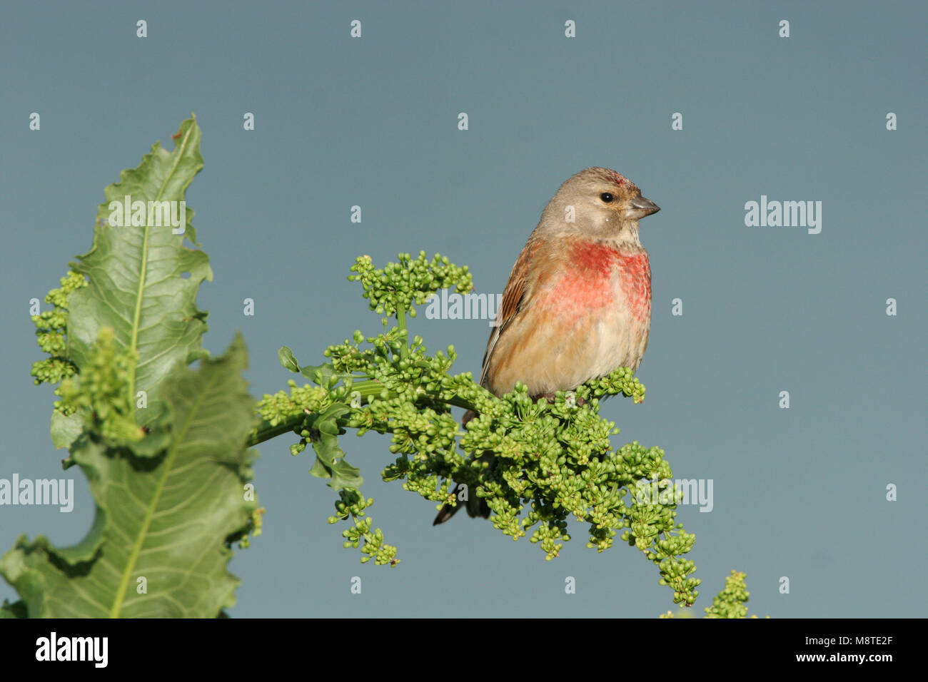 Zuring hi-res stock photography and images - Alamy