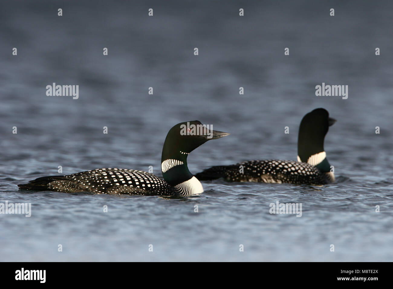 Group of loons hi-res stock photography and images - Alamy