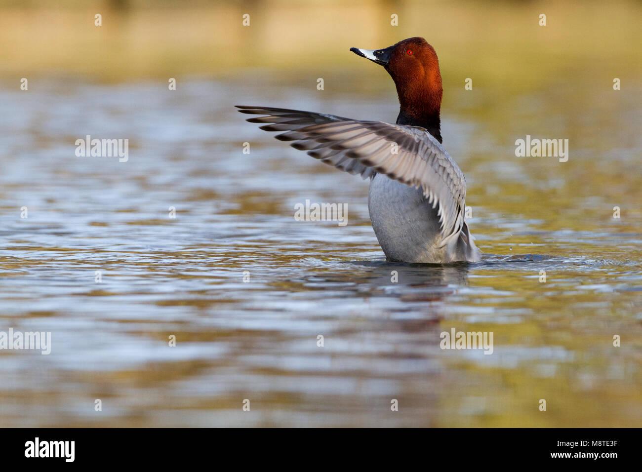 Tafeleend poetsend in water; Common Pochard preening in water Stock ...