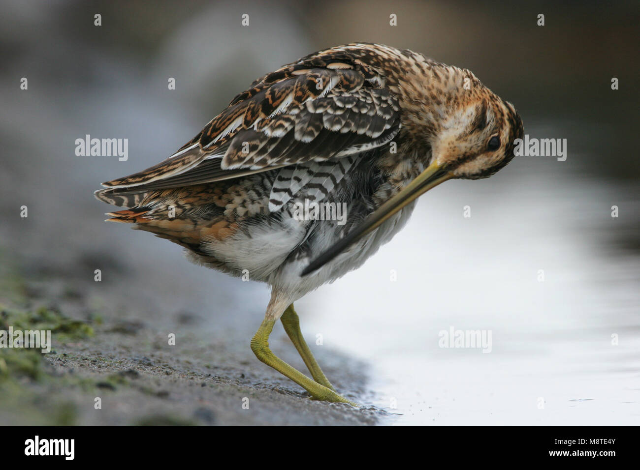 Common Snipe preening Netherlands, Watersnip poetsend Nederland Stock ...