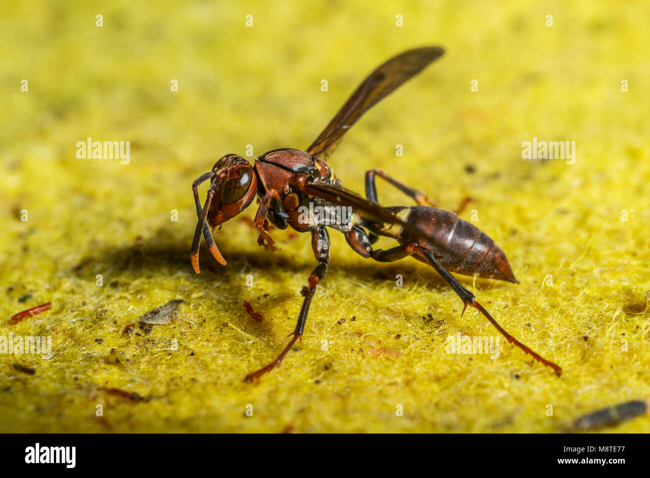 Wasp sting skin hi-res stock photography and images - Alamy