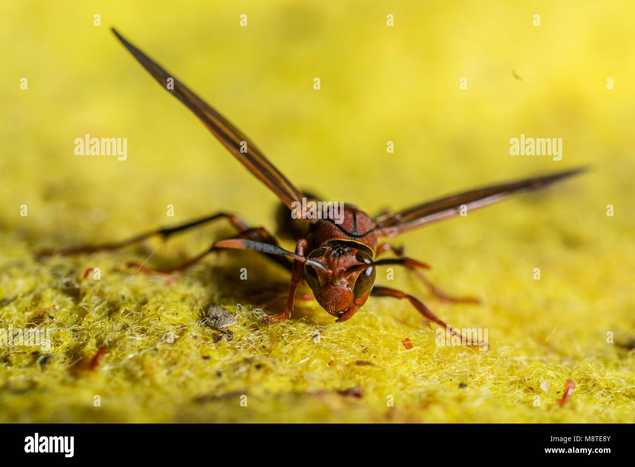 Wasp sting skin hi-res stock photography and images - Alamy